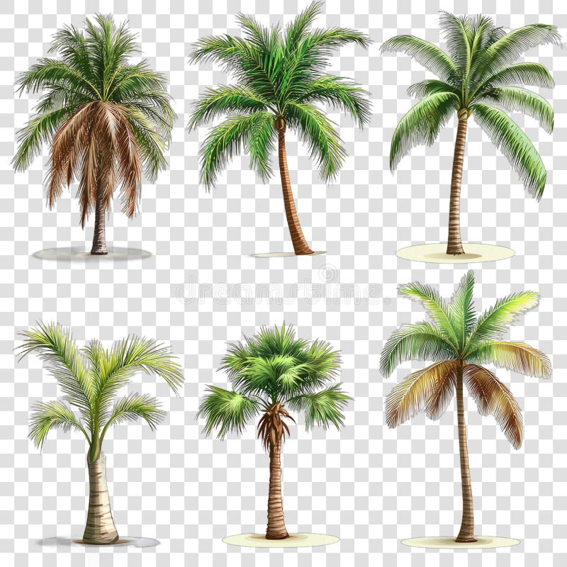 Palm tree set stock illustration. Illustration of leaves - 341485118