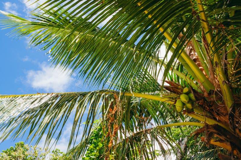 Palm tree in Seychelles stock photo. Image of coconut - 150382556