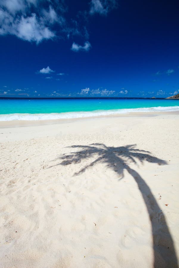 Palm tree shadow on beach stock photo. Image of palm - 17767854