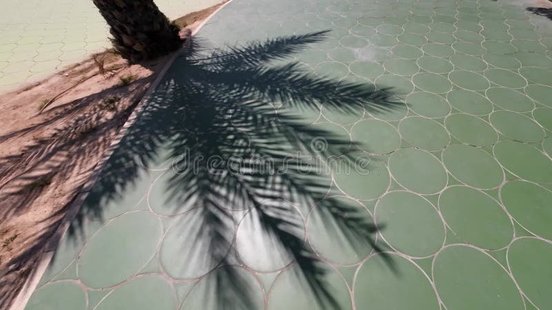 Palm Tree Shadow Cast on Patterned Green Pavement, Static Camera Stock ...