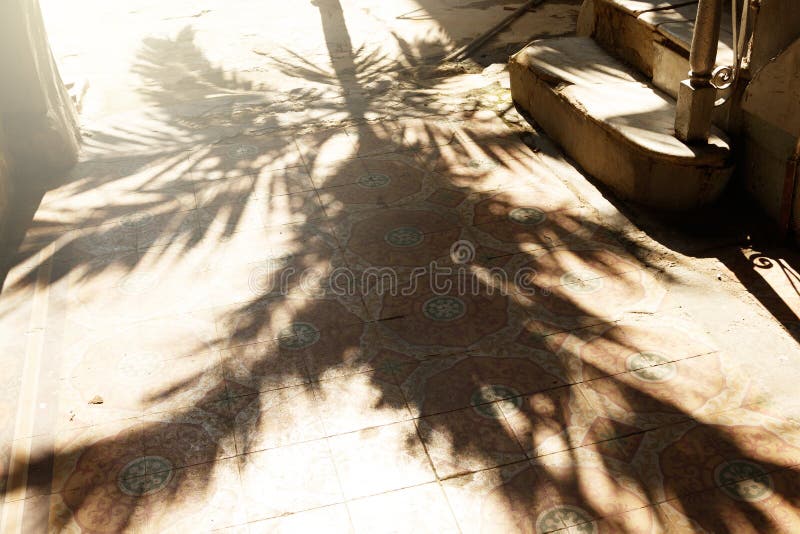 Palm Tree Shadow Cast on a Sidewalk Stock Image - Image of foliage ...