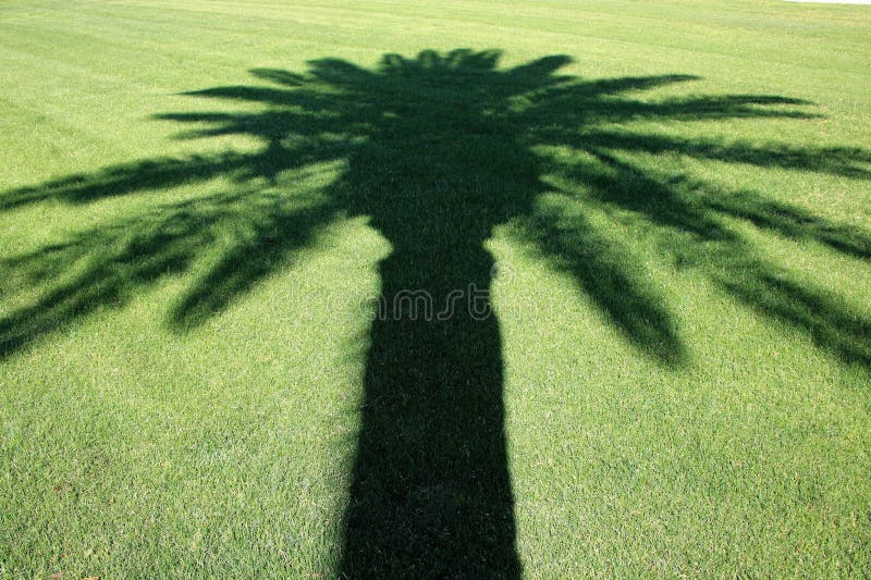 Palm Tree Shadow stock photo. Image of garden, pattern - 68552036