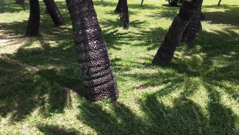Palm Tree Shadow on the Ground Stock Image - Image of flower, trunk ...