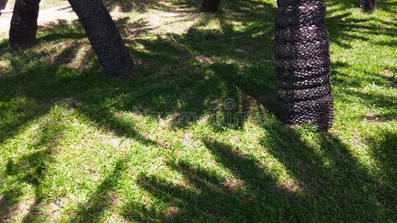 Palm Tree Shadow on the Ground Stock Image - Image of tree, lawn: 247796837