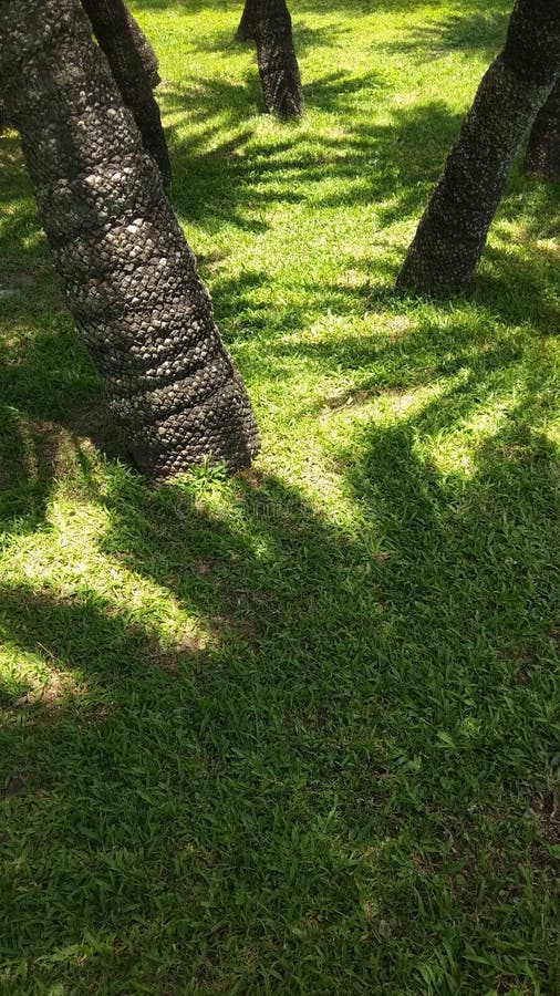 Palm Tree Shadow on the Ground Stock Image - Image of leaf, soil: 247796871