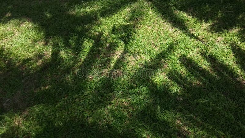 Palm Tree Shadow on the Ground Stock Photo - Image of branch, shrub ...