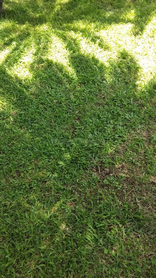 Palm Tree Shadow on the Ground Stock Image - Image of ground, herb ...
