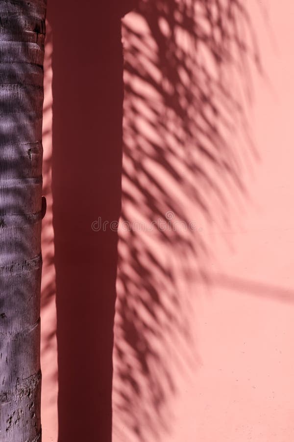 Palm Tree shadow stock image. Image of single, focus - 144894797