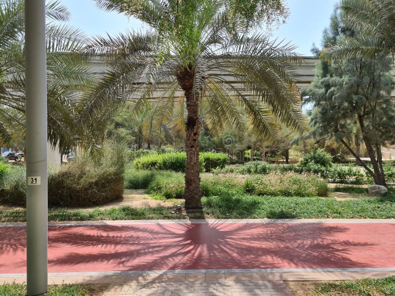 Palm Tree Shadow on Red Running Path in Dubai Stock Photo - Image of ...