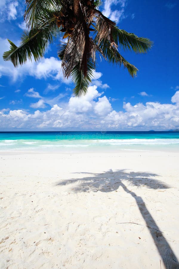 Palm tree shadow on beach stock photo. Image of palm - 17767854