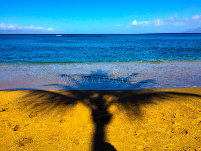 Palm Tree Shadow on Sand at Low Tide Stock Photo - Image of journey ...
