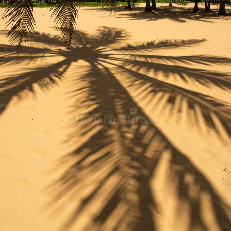 Palm Tree Shadow on Sandy Beach Stock Illustration - Illustration of ...