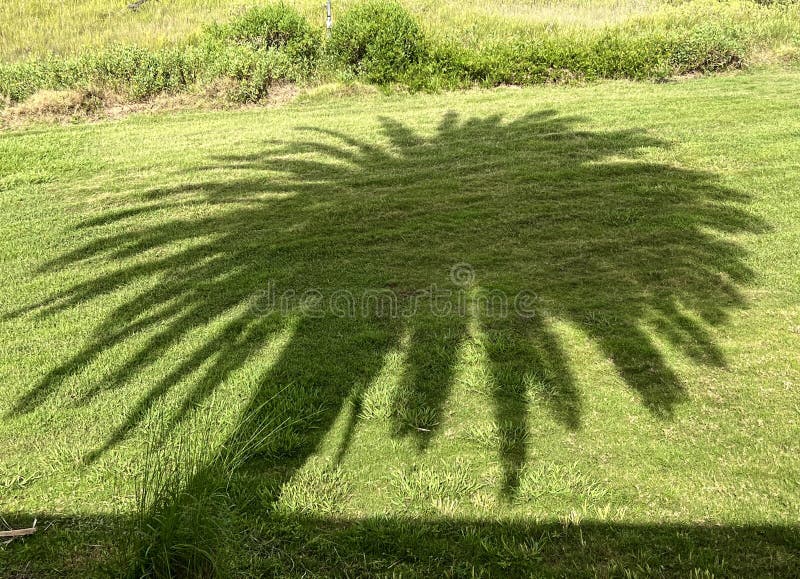 Palm tree shadow stock photo. Image of east, shadow - 322112504