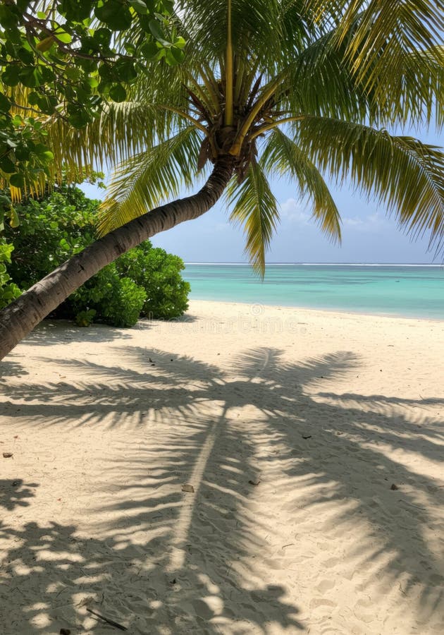 Palm Tree Shadow on Tropical Beach Stock Illustration - Illustration of ...