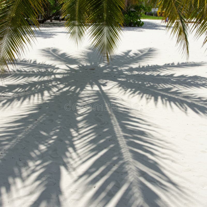 Palm Tree Shadow on White Sand Beach Stock Illustration - Illustration ...
