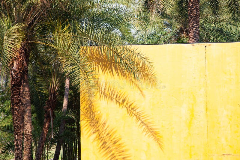 Palm Tree Shadow on a Yellow Wall - Summer Background Stock Image ...