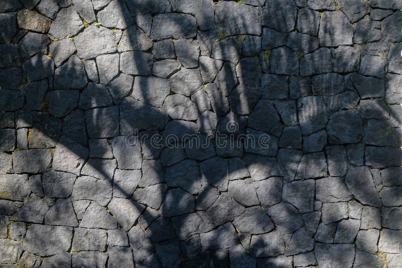 Palm Tree Shadows on Black Stone Wall Stock Image - Image of palm, tree ...