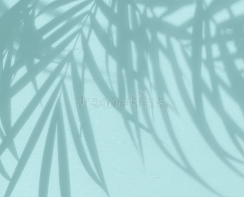 Palm tree shadows stock image. Image of blue, blank - 184644963