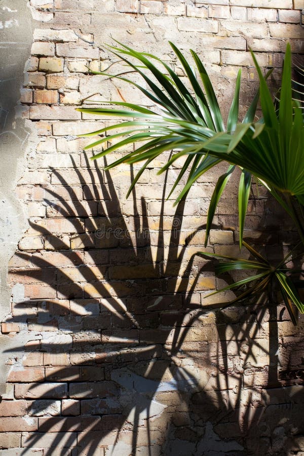 Palm Tree Shadows on Brick Wall Texture, Palm Branch at Sunlight ...
