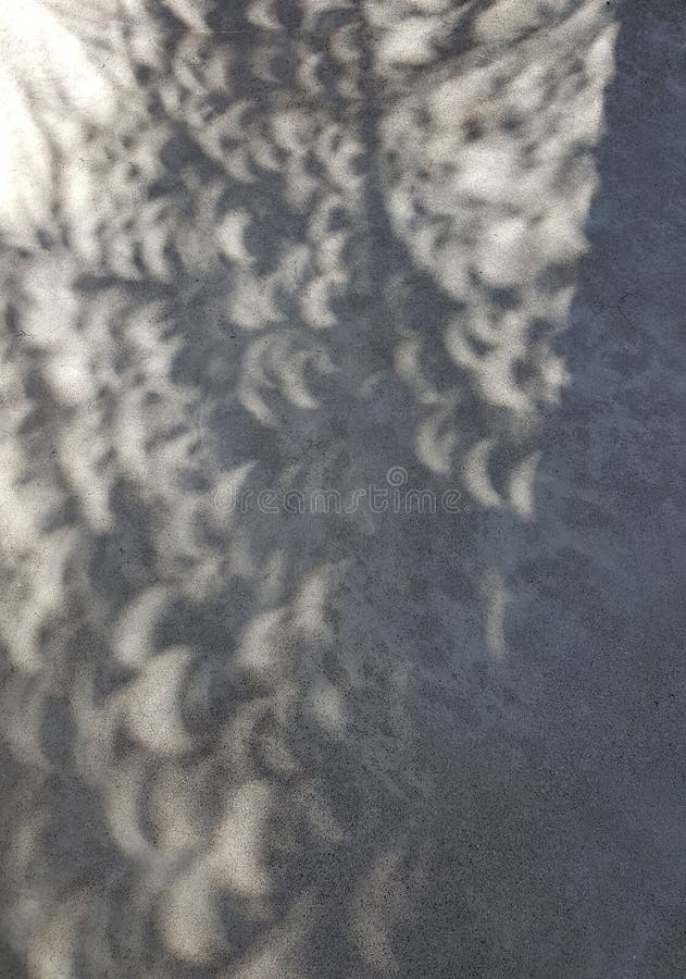 Palm Tree Shadows Created by Solar Eclipse 2017 Stock Photo - Image of ...