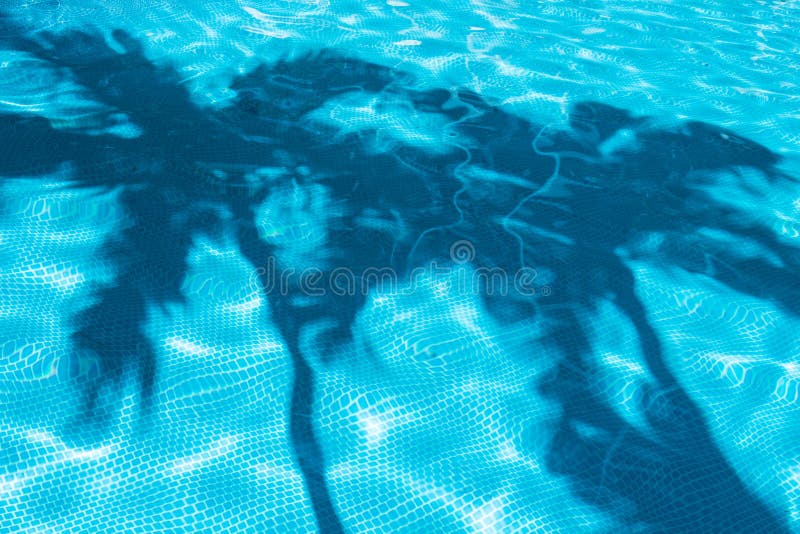 Palm tree shadows in pool stock image. Image of bright - 27594587