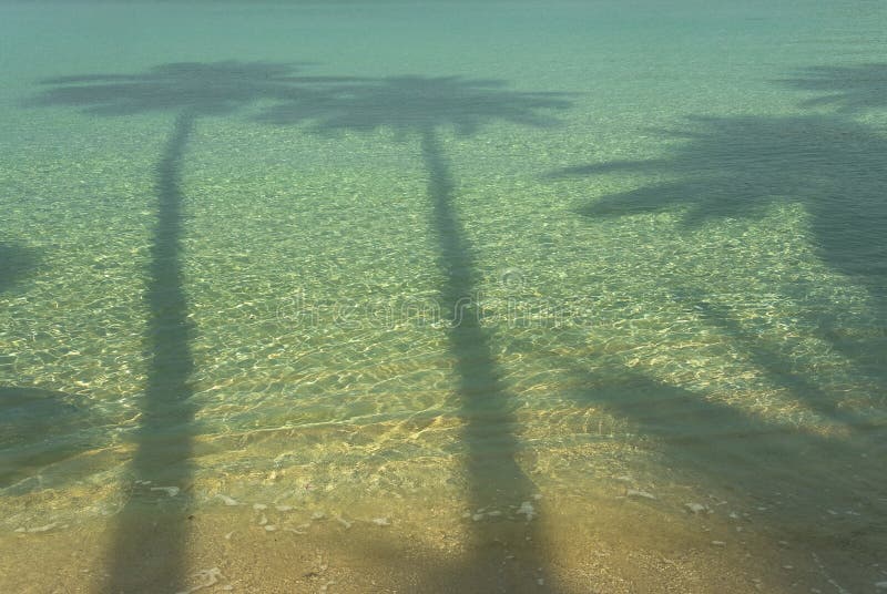 Alm Tree Shadows on the Thai Island of Koh Kut. Stock Image - Image of ...