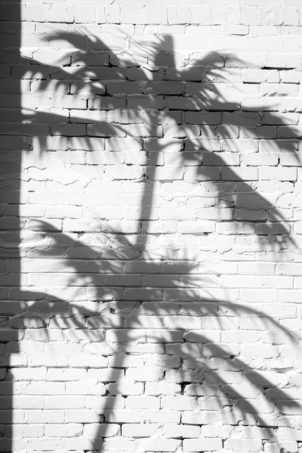 Palm Tree Shadows on White Brick Wall Texture, Palm Branch at Sunlight ...