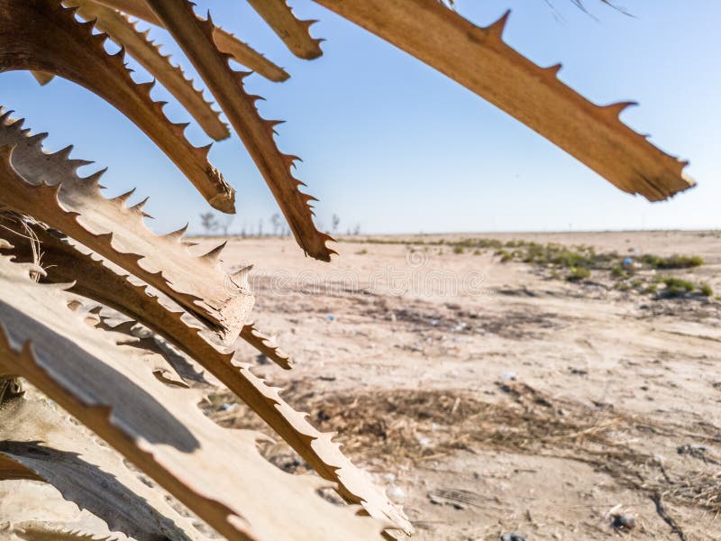 Tree with sharp thorns stock photo. Image of thorn, thorny - 42016234