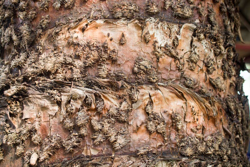 Sea shell Abstract stock photo. Image of south, cape - 52785024