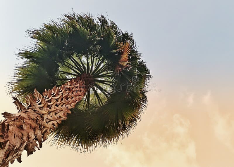 Palm Tree Shoot from Bottom of the Tree with Sunset Sky in the ...