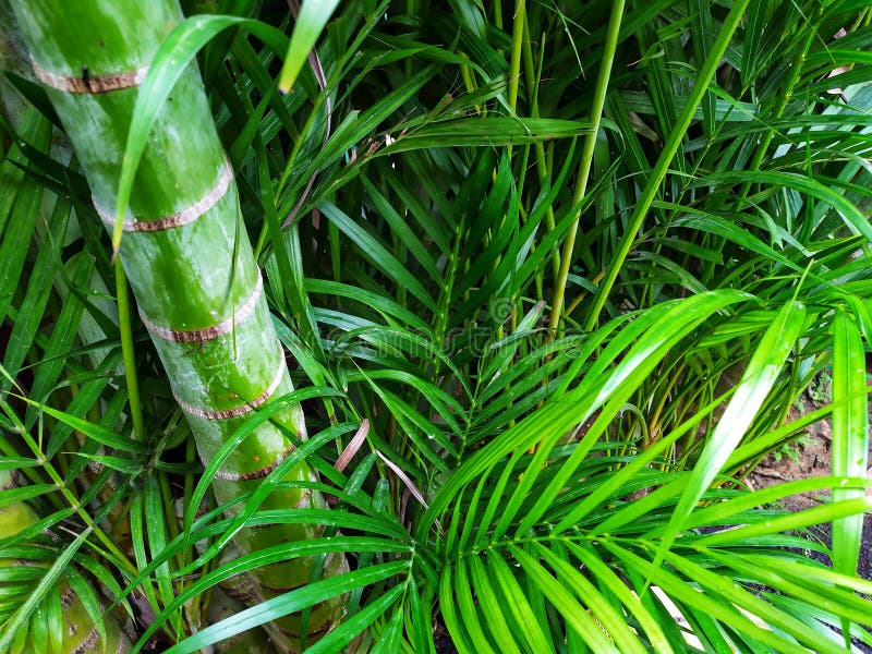 Palm Tree Shoot from Up View Stock Image - Image of produce, tropics ...
