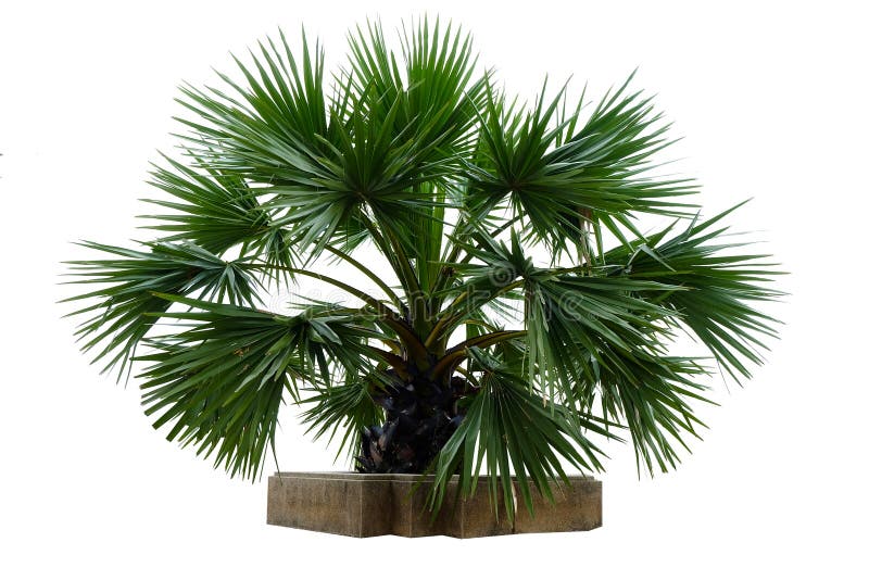 Palm tree short trunk stock image. Image of object, sunny - 64271747