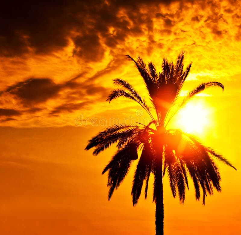 Palm tree sunset on beach stock photo. Image of palm - 32113206