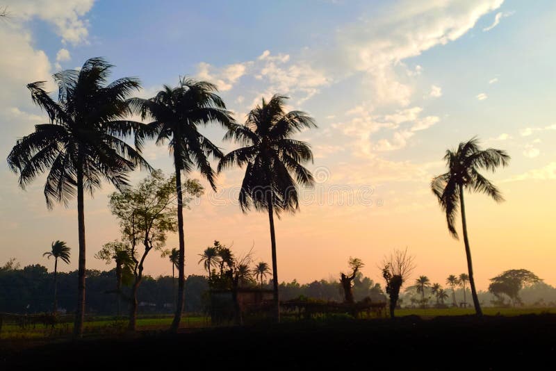 Palm Tree Silhouette and Sunset with Cloudy Sky Stock Photo - Image of ...