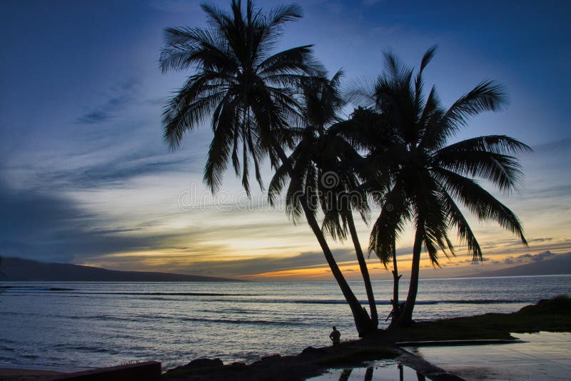 Palm Tree Silhouetted during Blue Hour Sunset. Stock Image - Image of ...