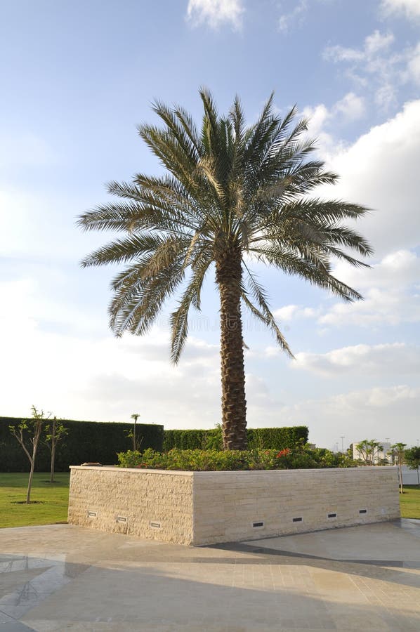 Palm tree stock image. Image of beautiful, stem, foliage - 61385003