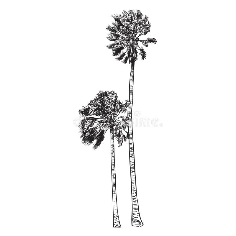 Palm tree sketch stock vector. Illustration of tree, abstractly - 11345883 Palm tree sketch stock vector. Illustration of tree, abstractly - 11345883