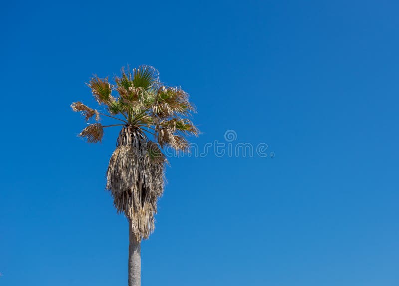 PALM TREE with SKY in the BACKGROUND Stock Image - Image of alone ...