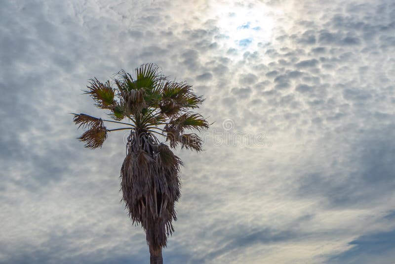 Unpruned Palm Tree Stock Photos - Free & Royalty-Free Stock Photos from ...