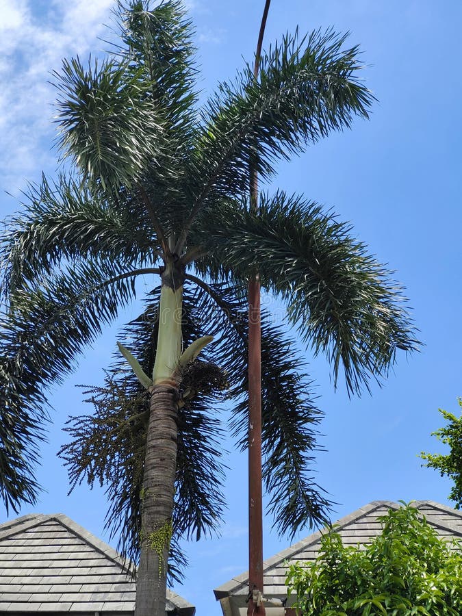 Palm tree sky cloud stock image. Image of spruce, cloud - 266354207