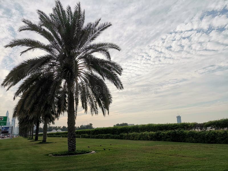 Palm Tree stock image. Image of tree, palm, greenery - 141885107