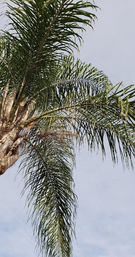 Palm Life stock photo. Image of palm, palmtree, morning - 137100188