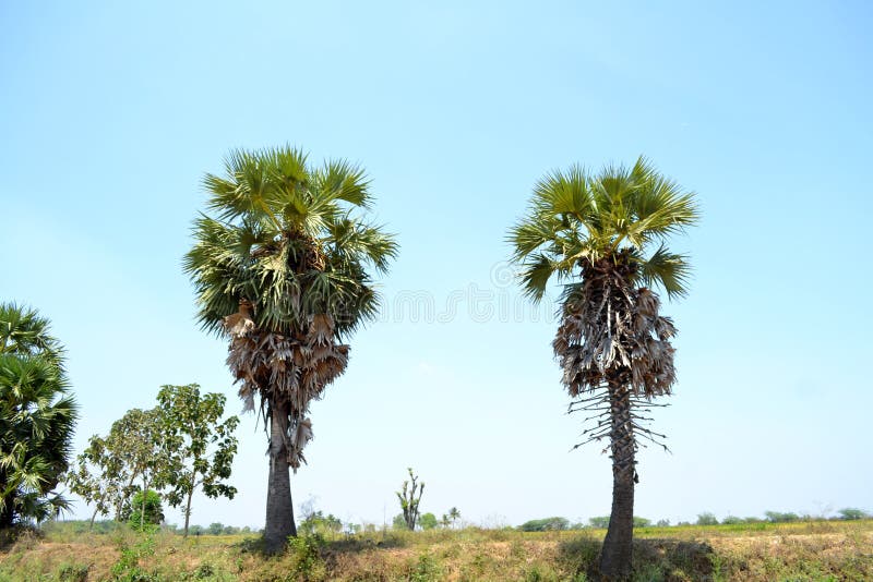 The palm tree with sky stock image. Image of roots, field - 177674037