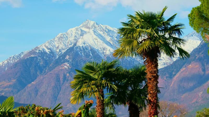Palm Tree Snow Mountain - Summer and Winter Blend - Palms and Mountains ...