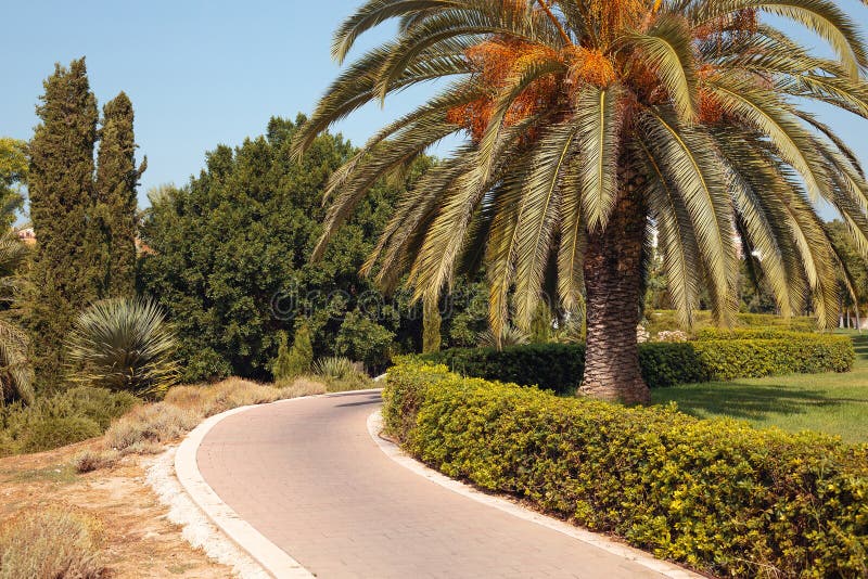 Palm in Spain park stock photo. Image of spain, travel - 254462676