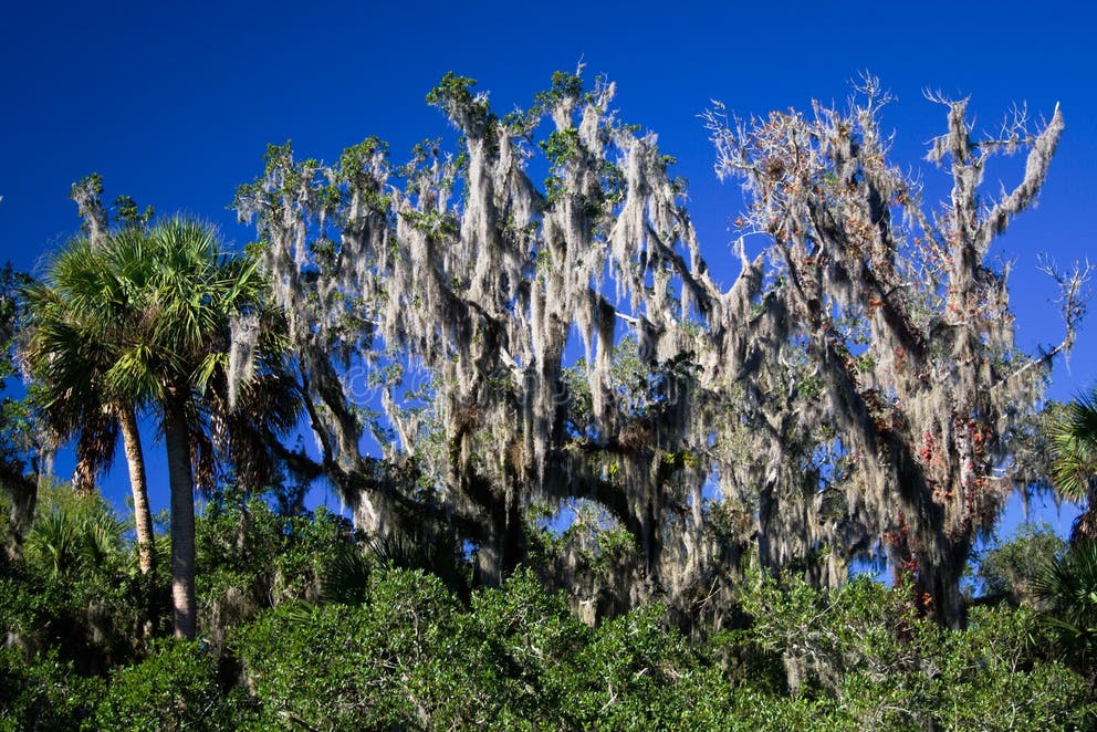Palm Tree and Spanish Moss stock photo. Image of spanish - 1756564