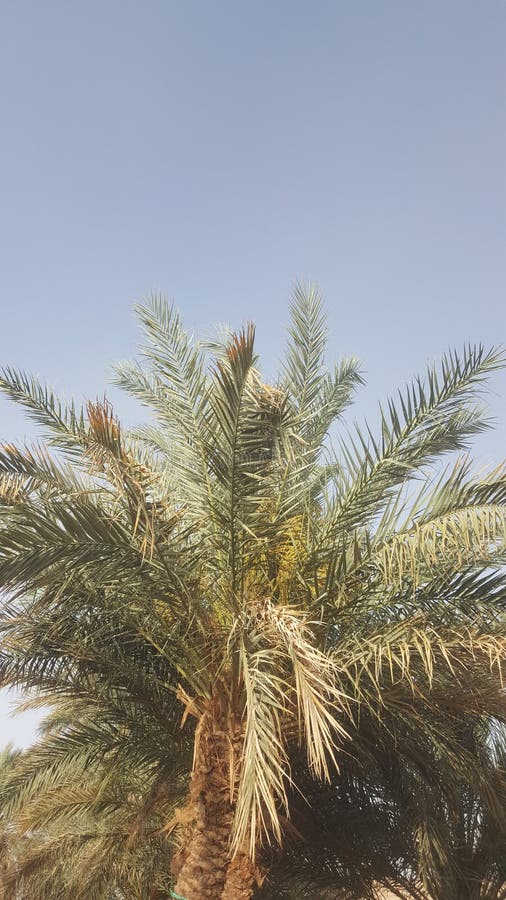 Palm Tree in Spring Nearly Production Dates Stock Image - Image of ...