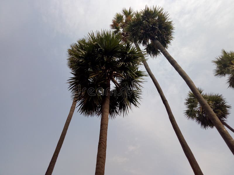 Palm tree in stages stock photo. Image of seedits, palm - 135085654