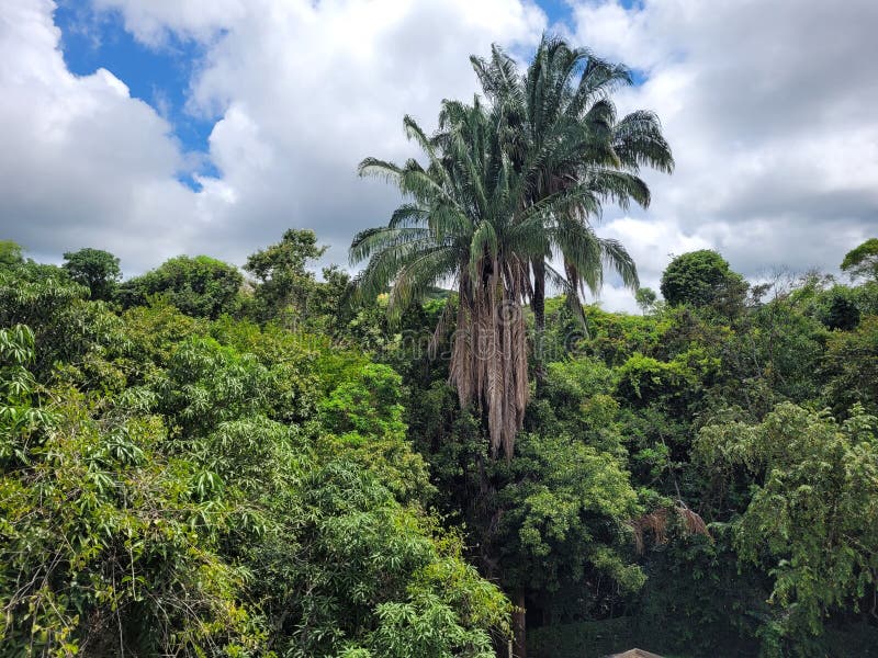 Palm tree standing out stock photo. Image of leaf, forest - 221062390