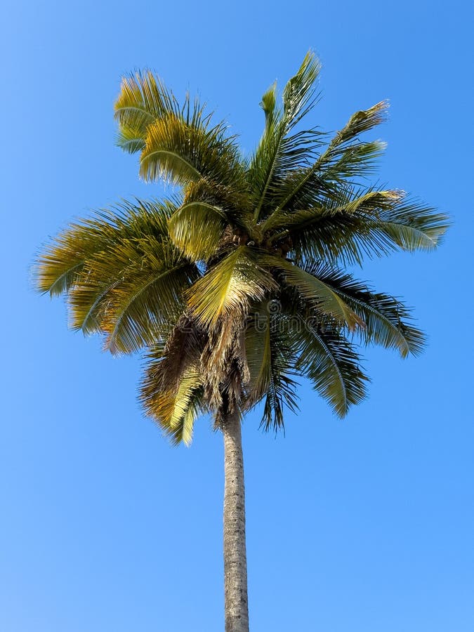 Palm Tree is Standing Tall in a Blue Sky Stock Image - Image of sunny ...